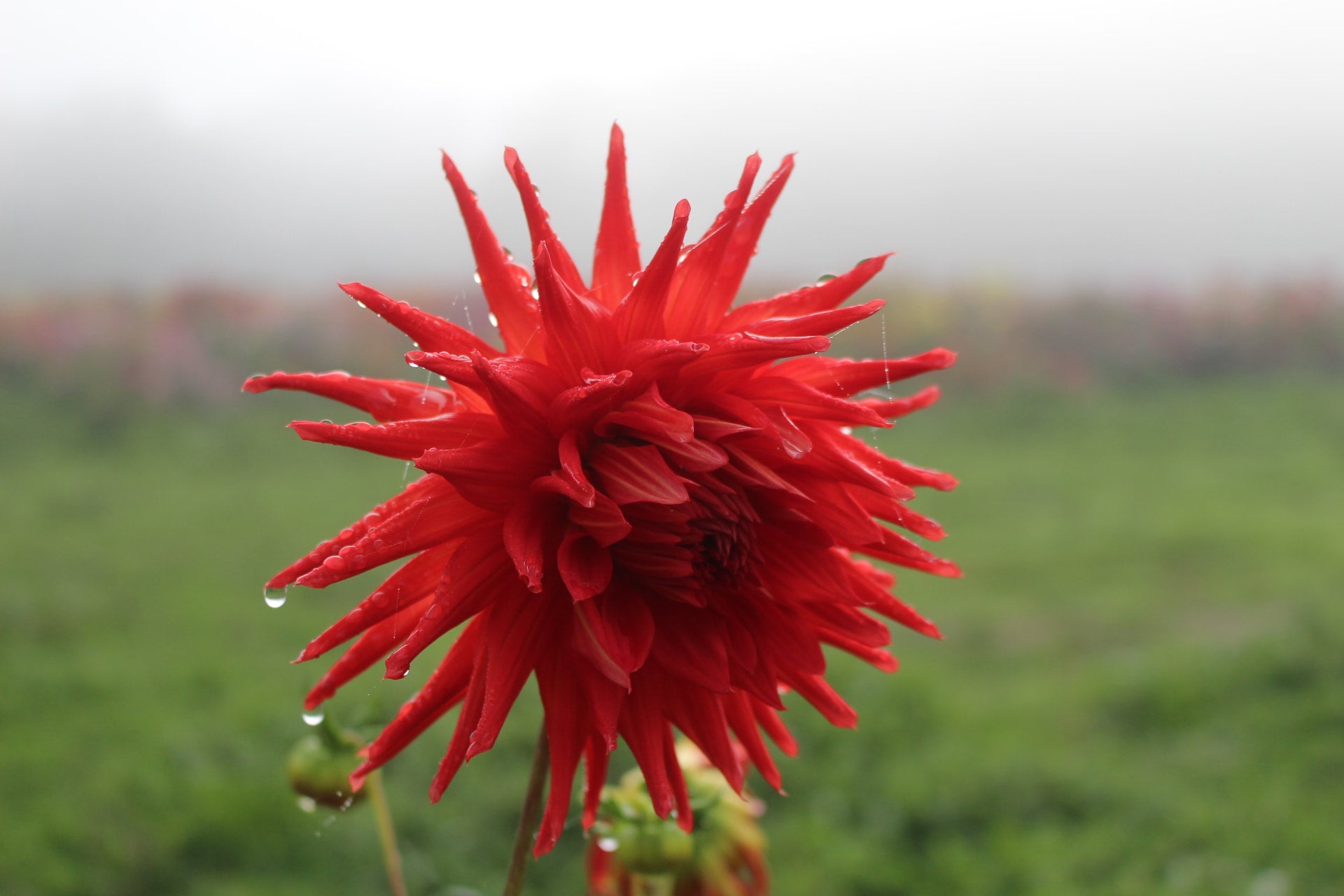 Bridget Watts | Country Dahlias