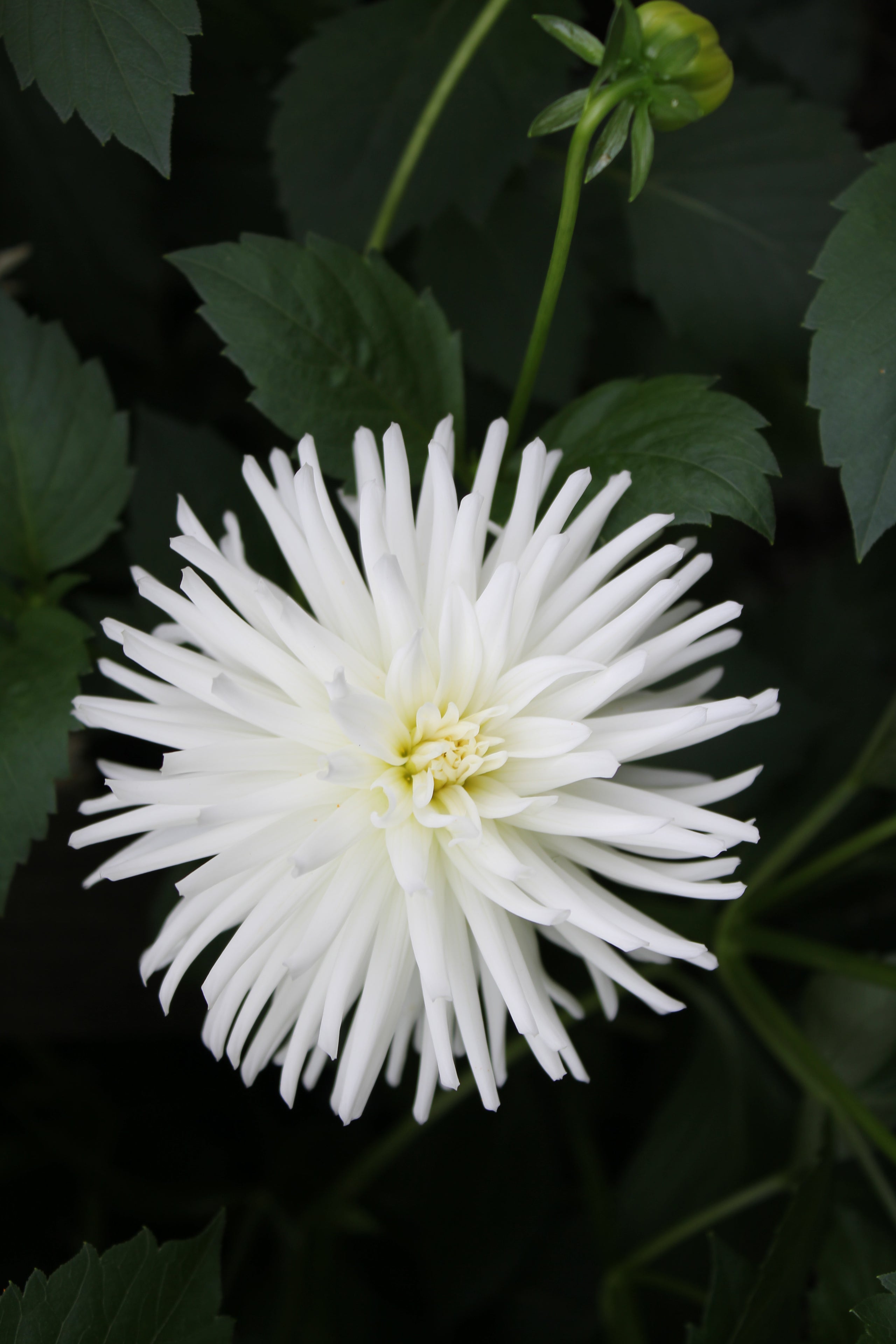 Grace Candy | Country Dahlias