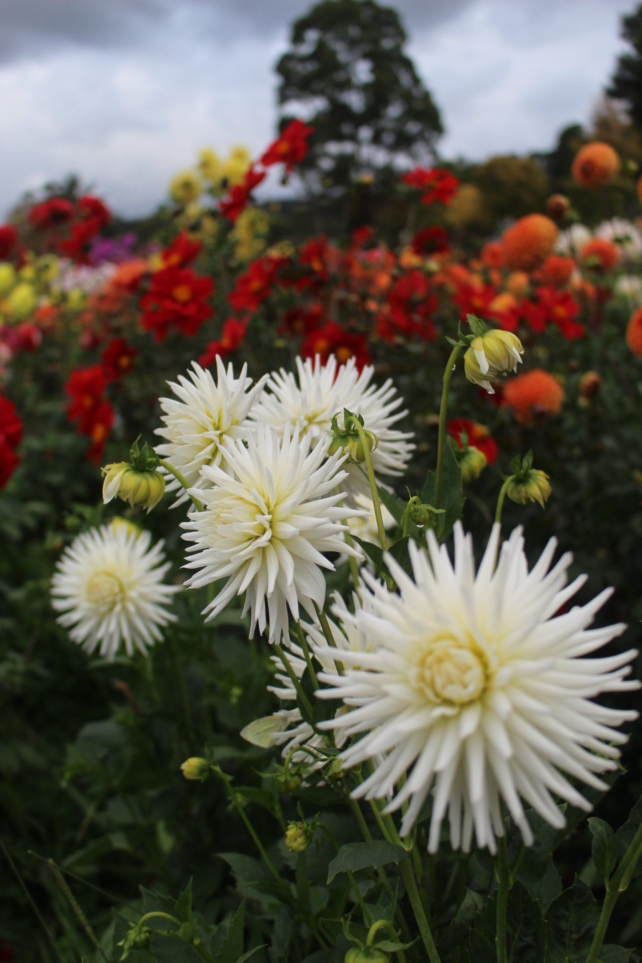 Grace Candy | Country Dahlias