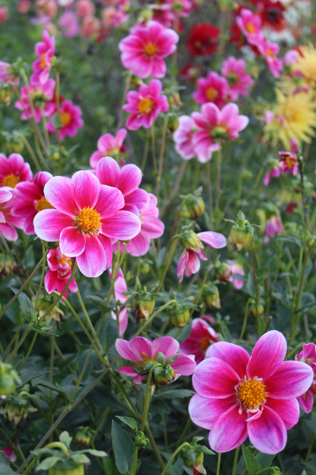 Princess | Country Dahlias